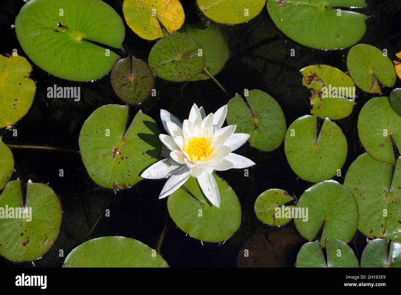 Nymph dance hi-res stock photography and images - Alamy