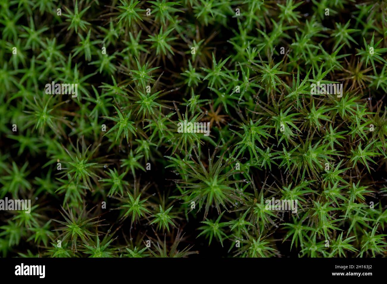Star Shaped Moss Texture growing on forest floor in Great Smoky ...