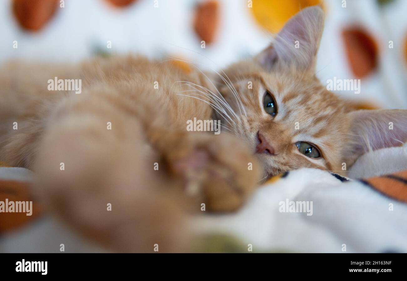 Buff tabby hi-res stock photography and images - Alamy
