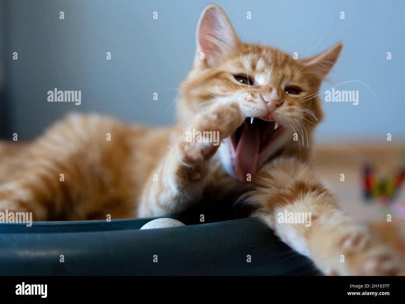 Buff tabby hi-res stock photography and images - Alamy