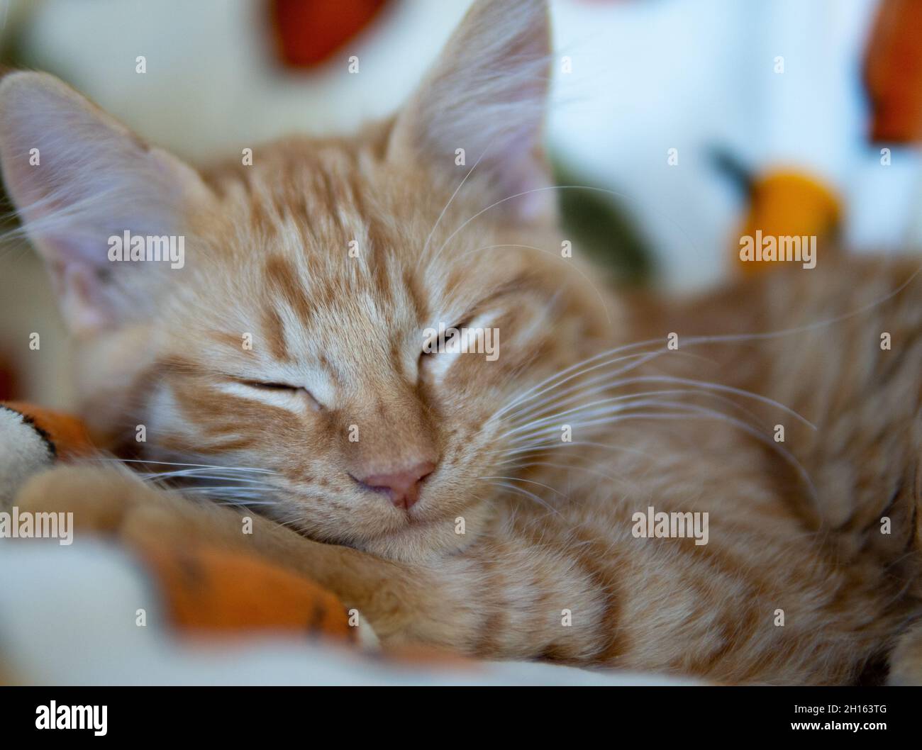 Buff tabby hi-res stock photography and images - Alamy