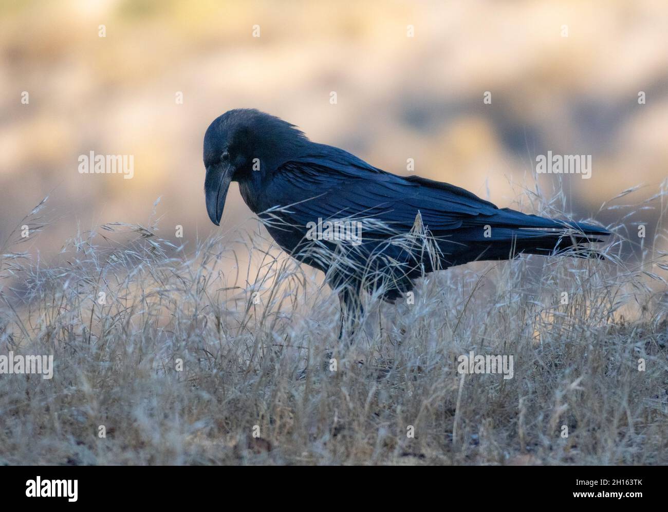 A common raven (corvus corax) stands on the ground in the Santa Monica ...