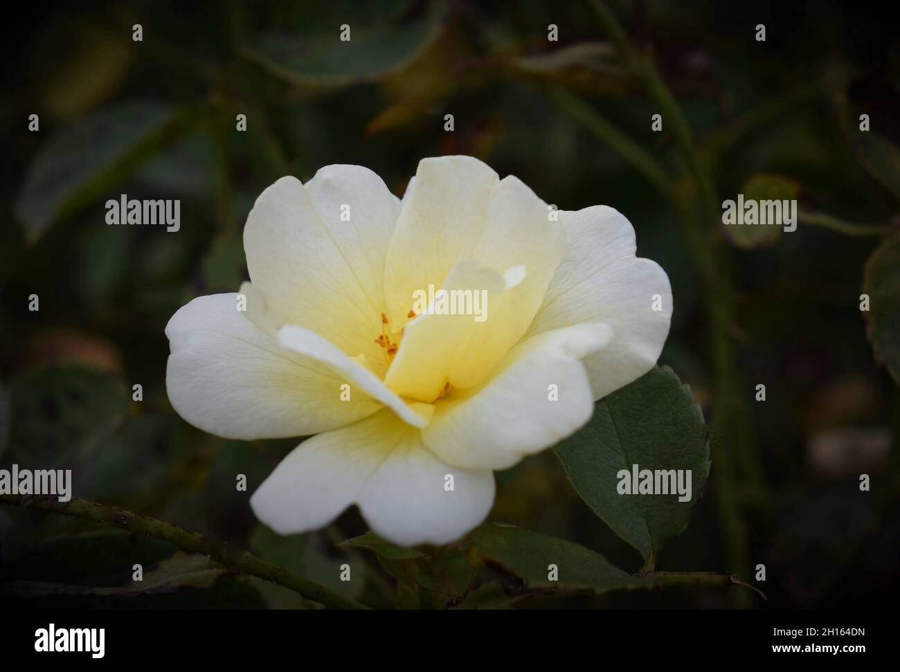 The rose in nature hi-res stock photography and images - Alamy