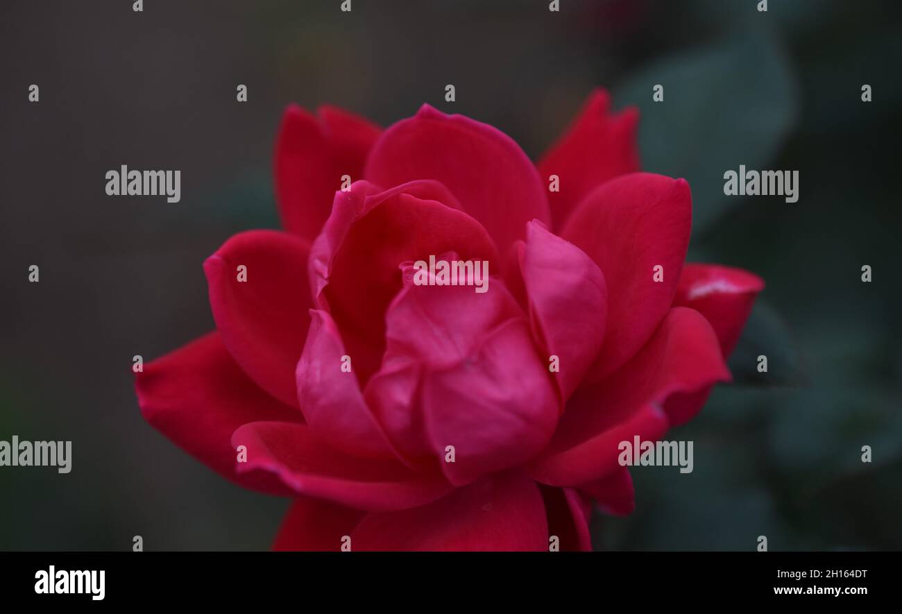 Red rose bloom Stock Photo - Alamy