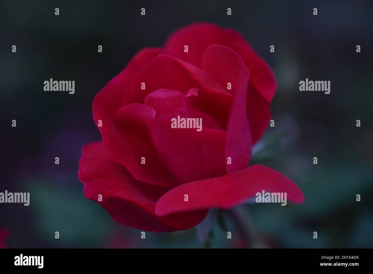 Bloom in nature hi-res stock photography and images - Alamy