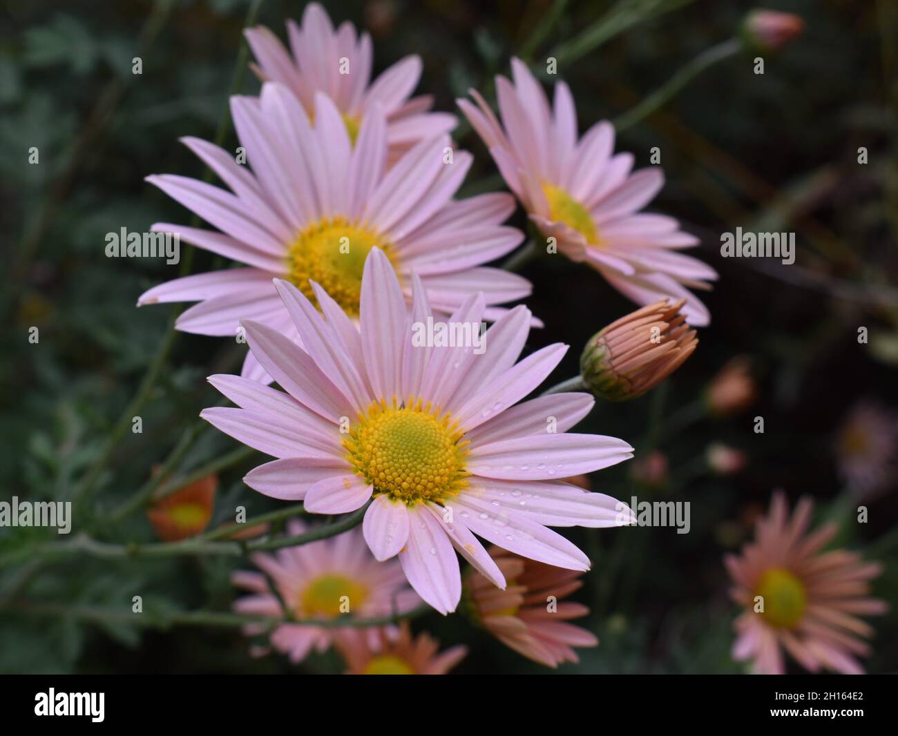 Pink flowers in nature hi-res stock photography and images - Alamy
