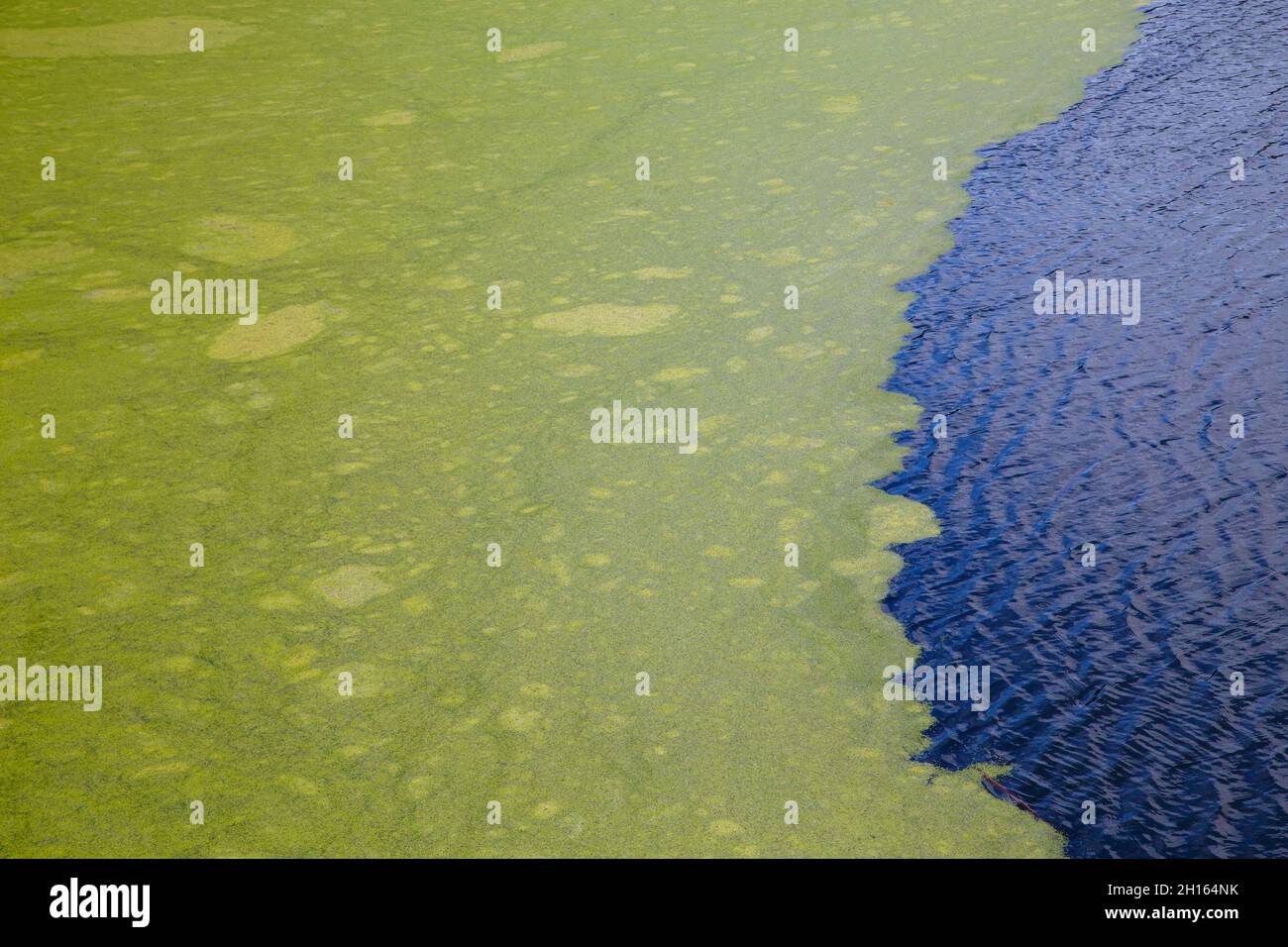 green algae floating on rippled water surface of the pond with ...
