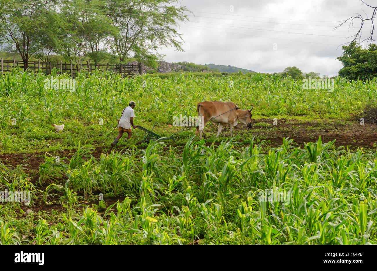 Animal drawn plow hi-res stock photography and images - Alamy