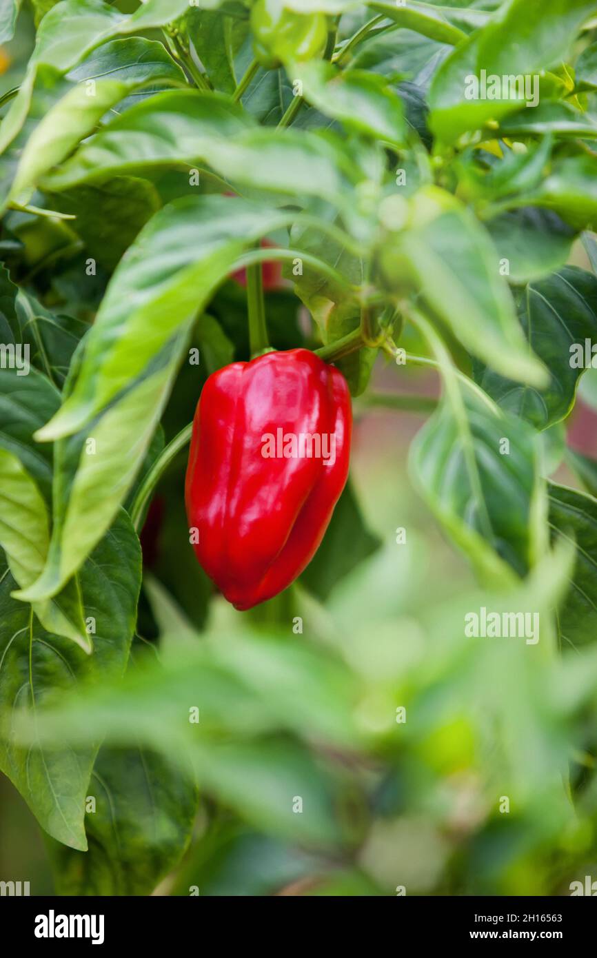 red pepper plant in the green garden in a summer day Stock Photo - Alamy