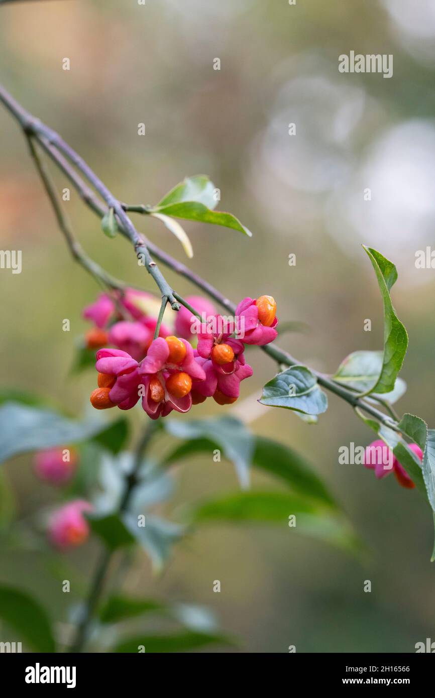 Spindle Tree, Shrub (Euonymus europaeus), European Spindle Stock Photo ...
