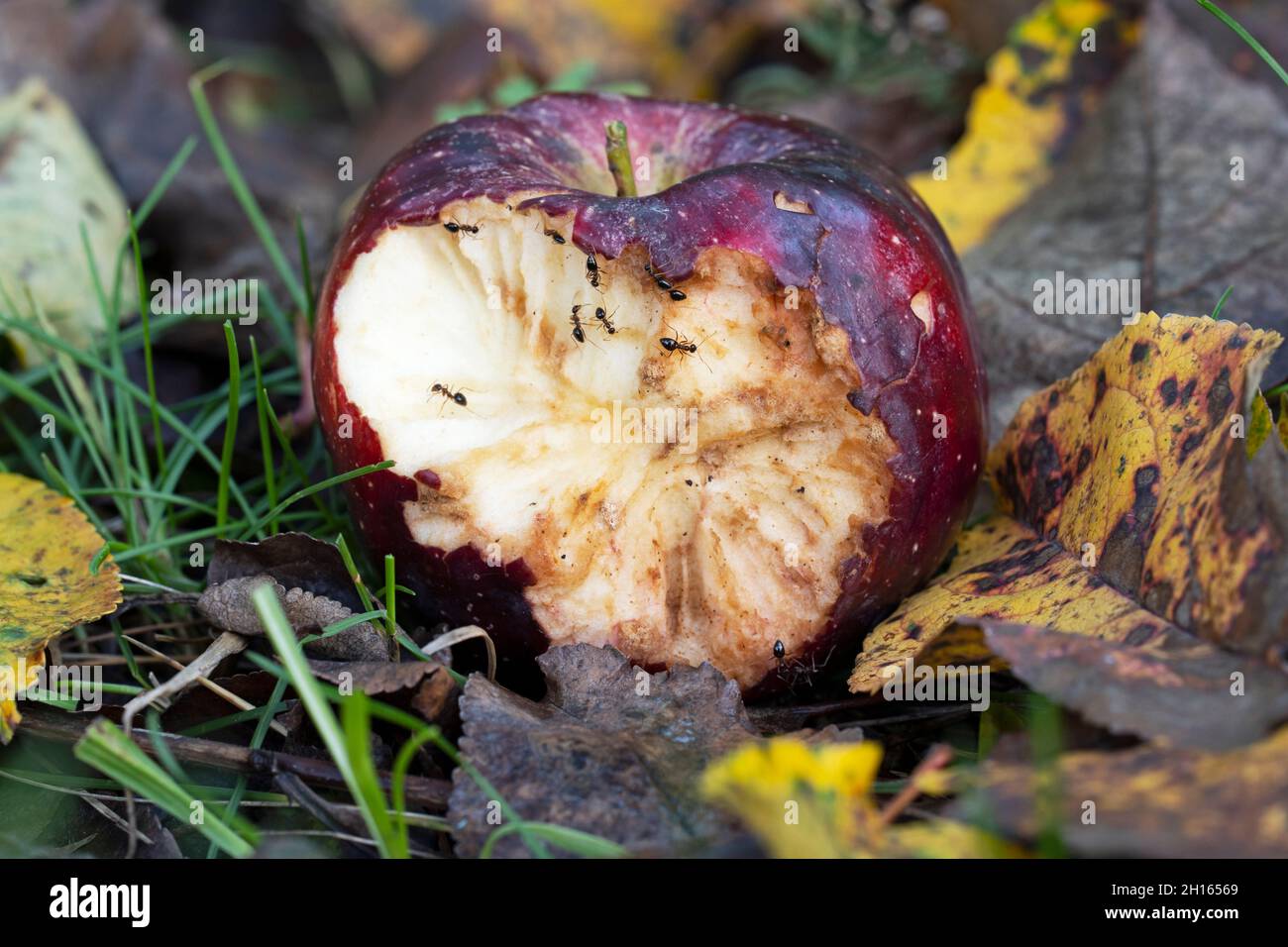 Bitten apple hi-res stock photography and images - Alamy