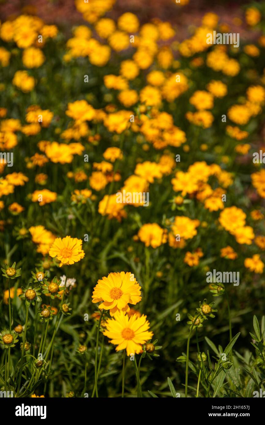 Botany daisies daisy flower green leaves nature white yellow hi-res ...