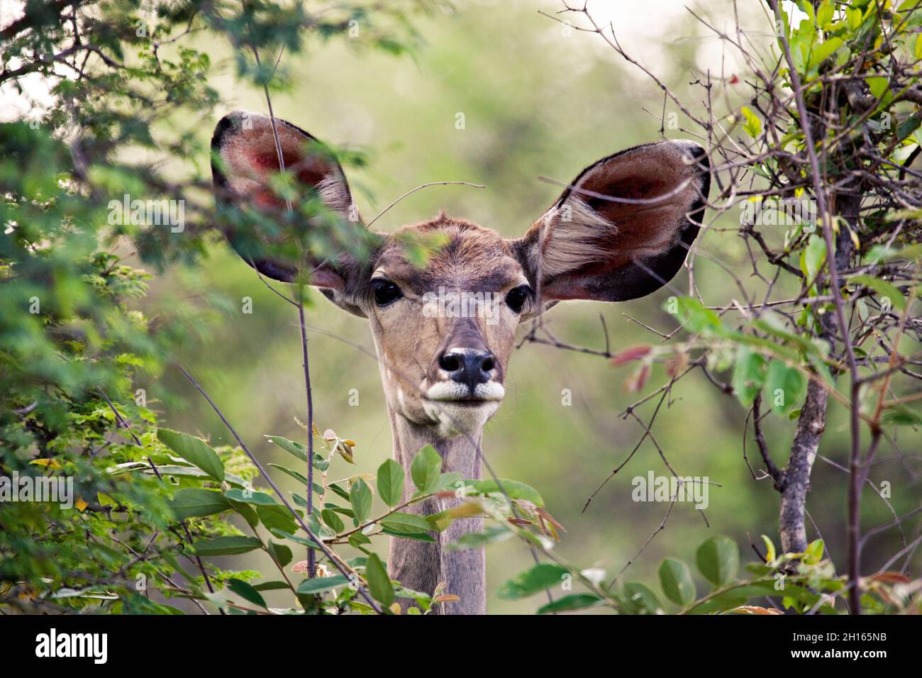 young kudu female antelope in the african bush Stock Photo - Alamy