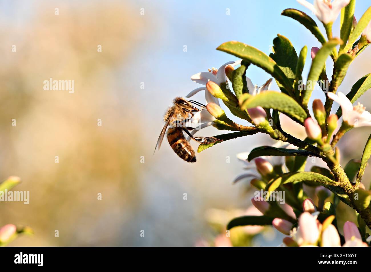 Honey Bee landing on a white flower to collect pollen and nectar in a ...