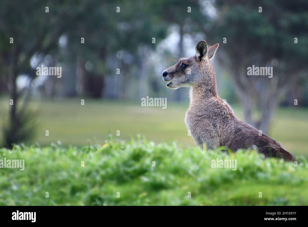 Kangaroo sunning itself at the Wonthaggi Golf Course, Wonthaggi ...