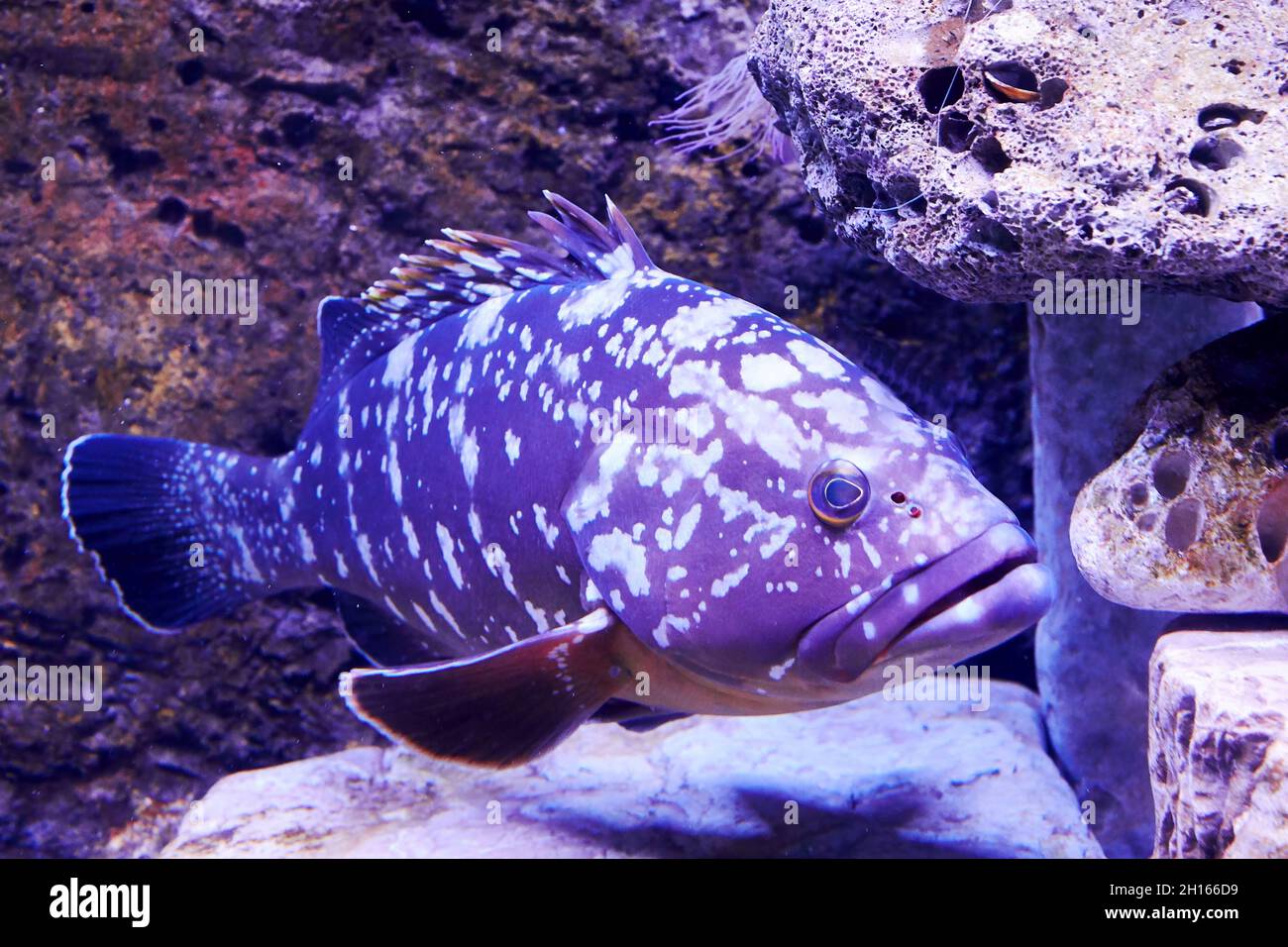 Dusky grouper fish in the deep sea water with pebbles around. Animals ...
