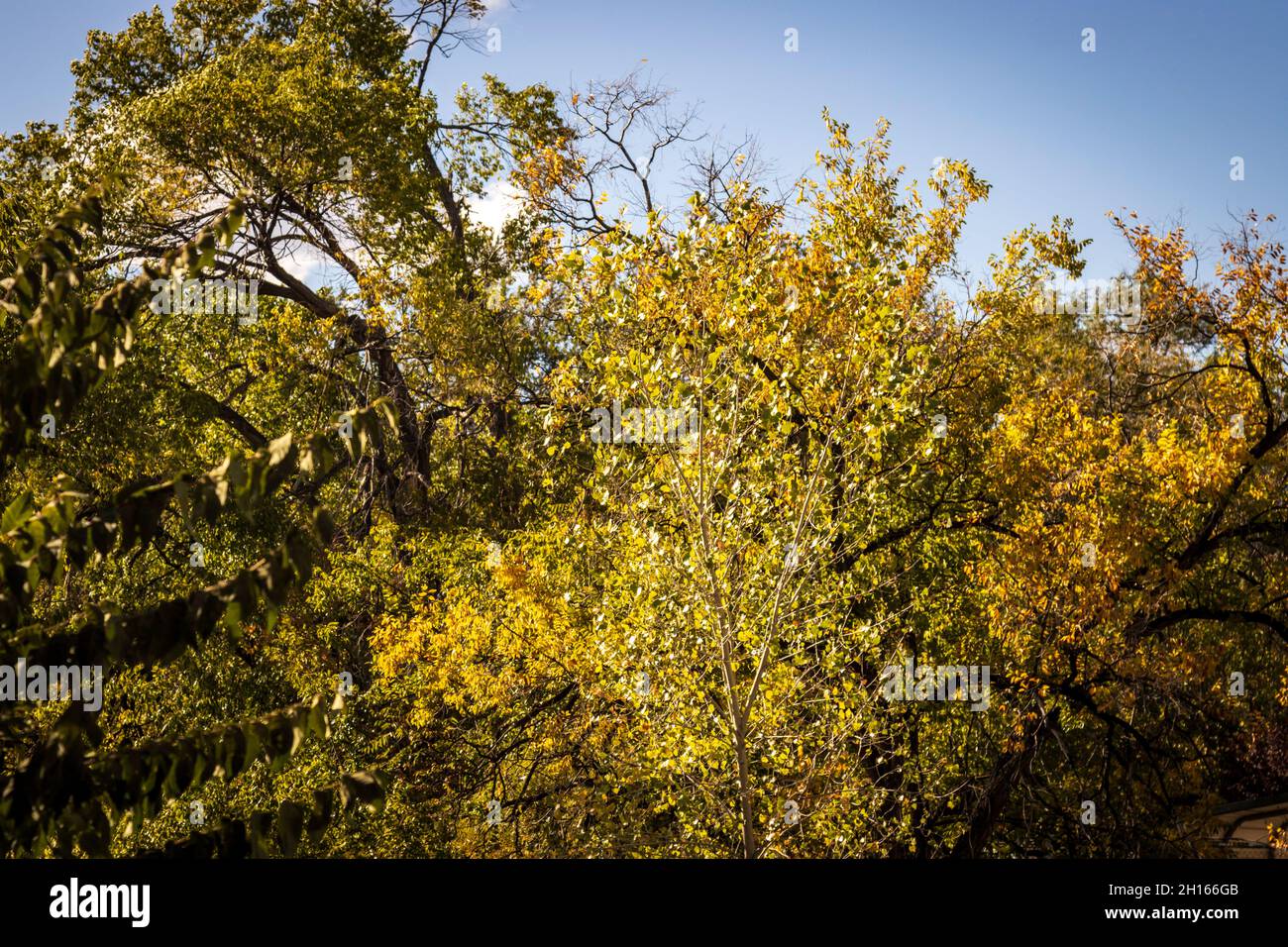 Autumn trees of green, yellow, and gold Stock Photo - Alamy