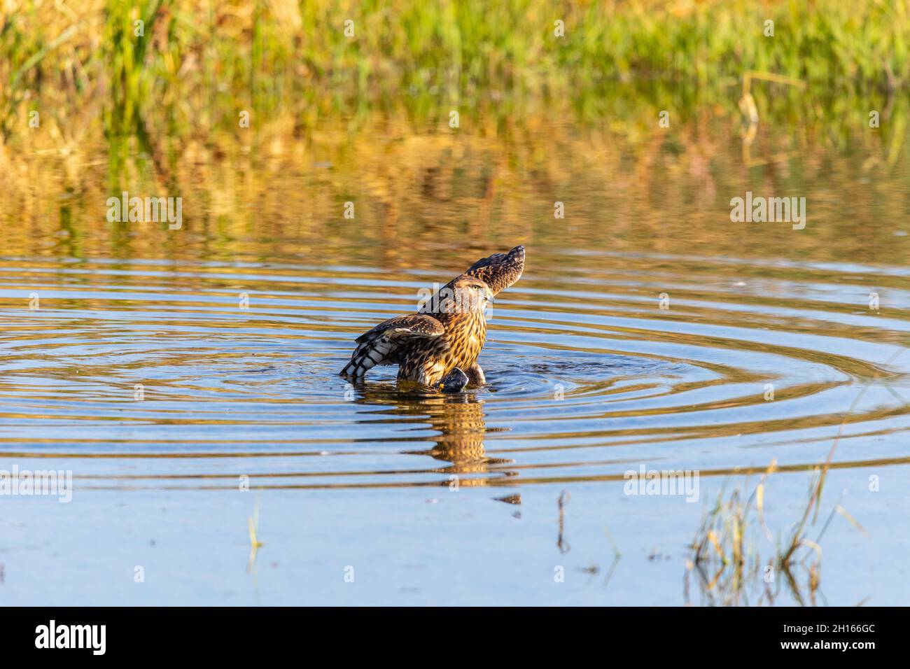 A Harrier Hawk has caught and drowned a common Coot, drags it ashore ...