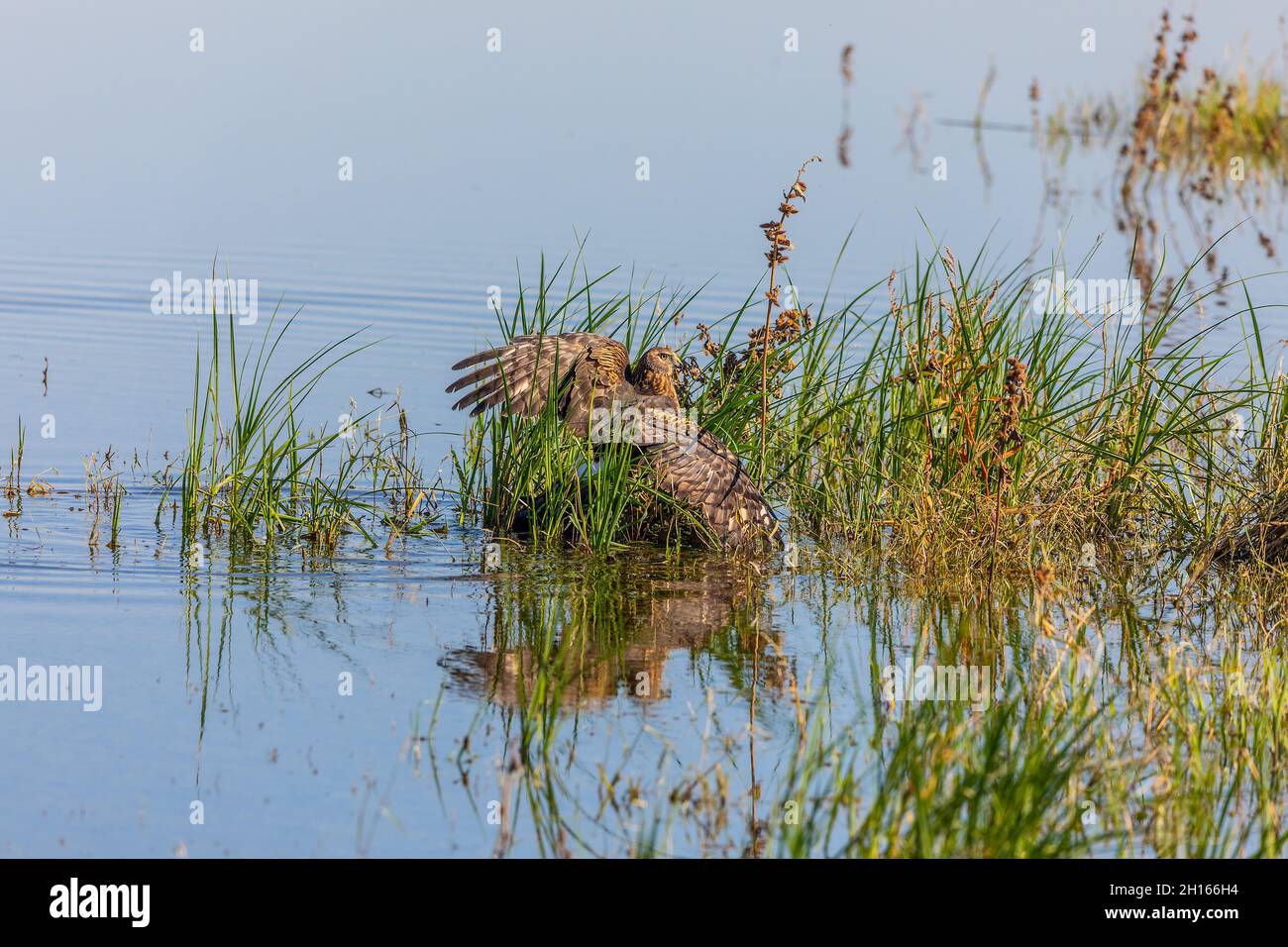 A Harrier Hawk has caught and drowned a common Coot, drags it ashore ...