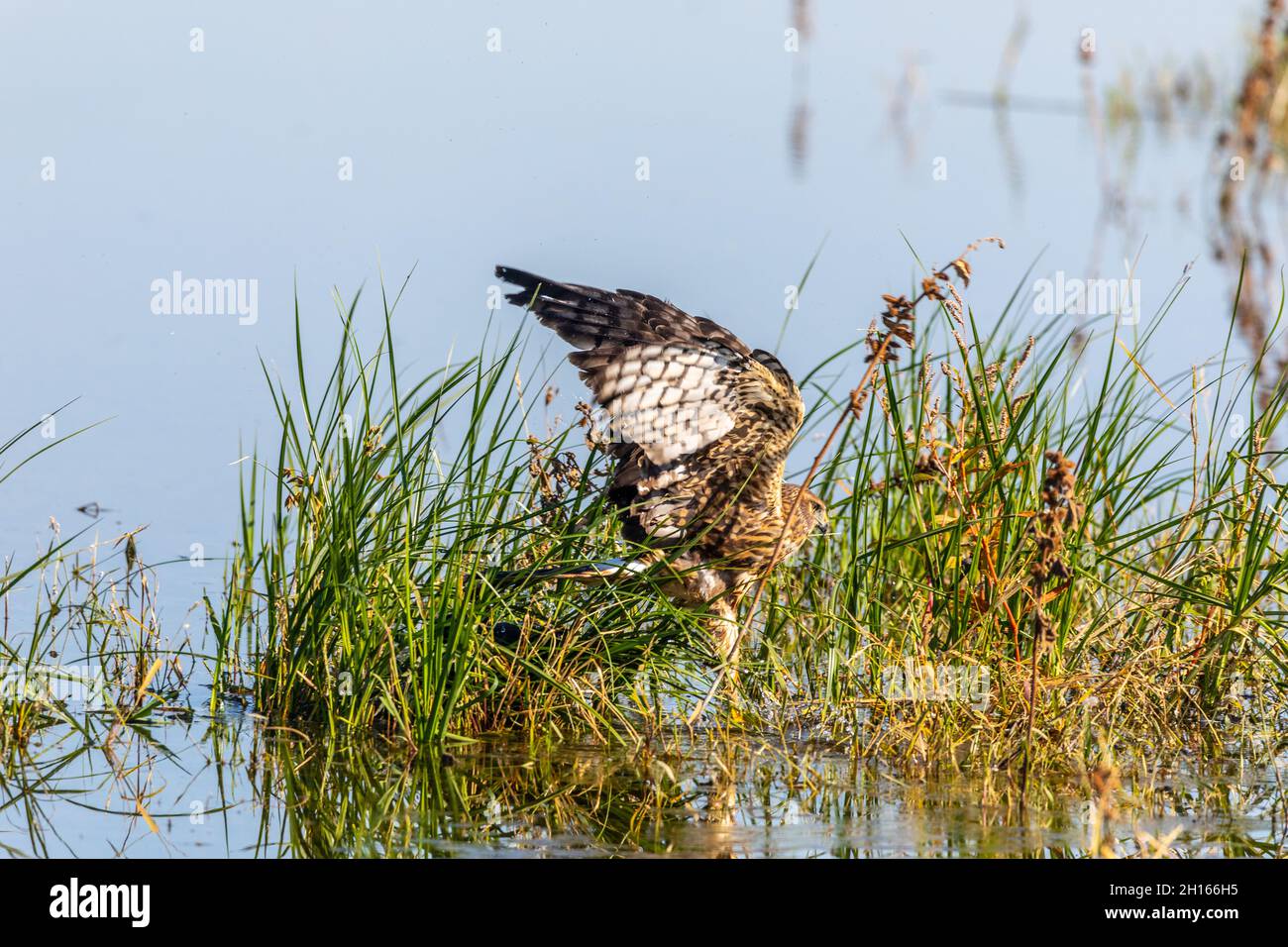A Harrier Hawk has caught and drowned a common Coot, drags it ashore ...