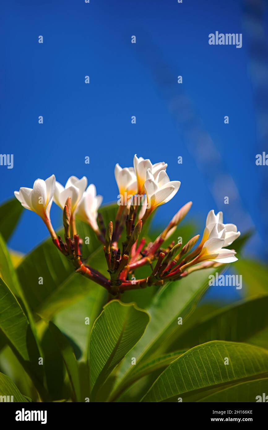 macro of a frangipani flower and green leaves Stock Photo - Alamy