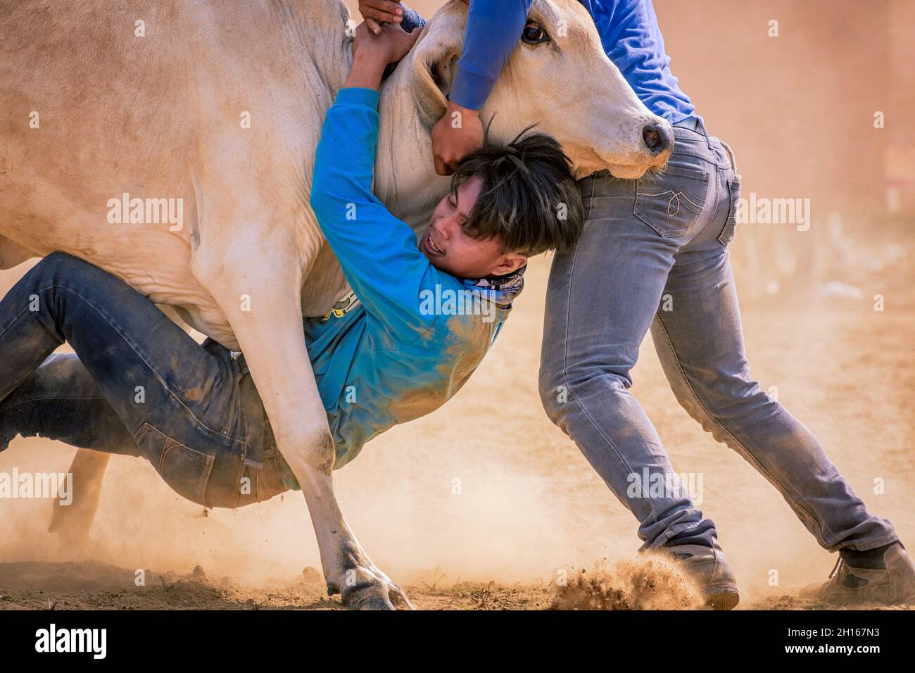 Cattle holding hi-res stock photography and images - Alamy