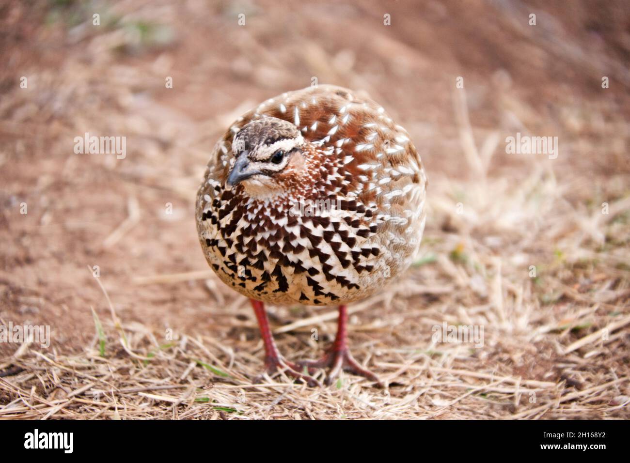 Baby bird in bush hi-res stock photography and images - Alamy
