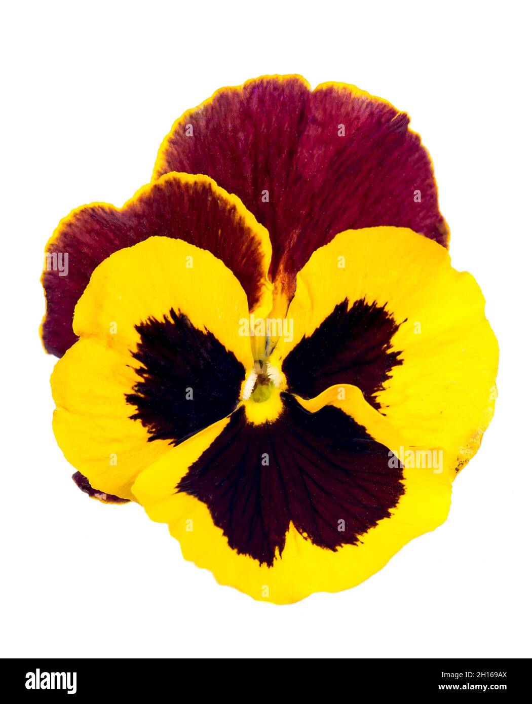 set of pansies isolated on white background Stock Photo - Alamy