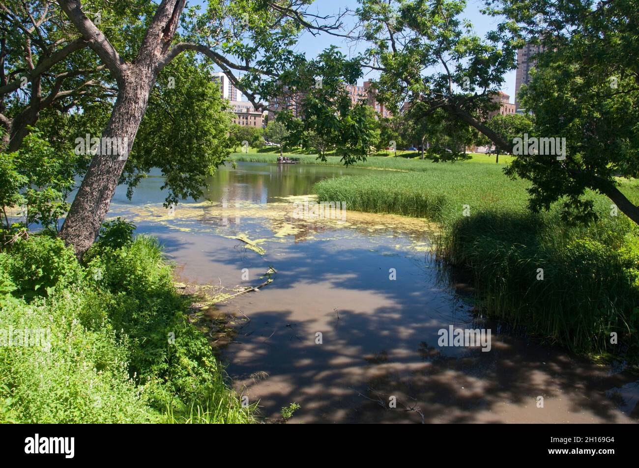 Pond in Loring Park, Minneapolis, MN Stock Photo - Alamy