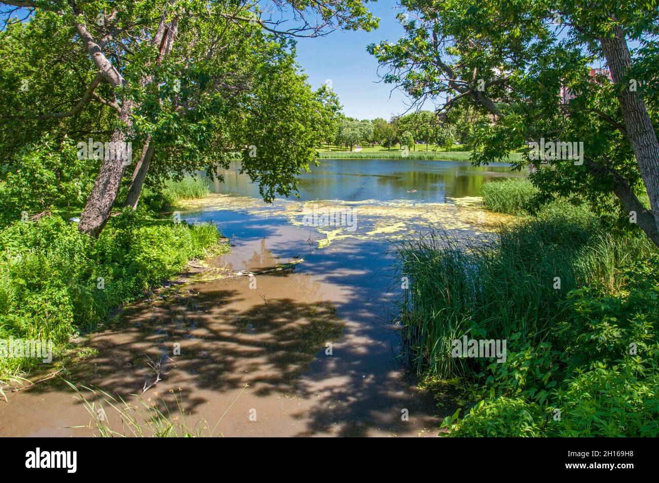 Pond in Loring Park, Minneapolis, MN Stock Photo - Alamy