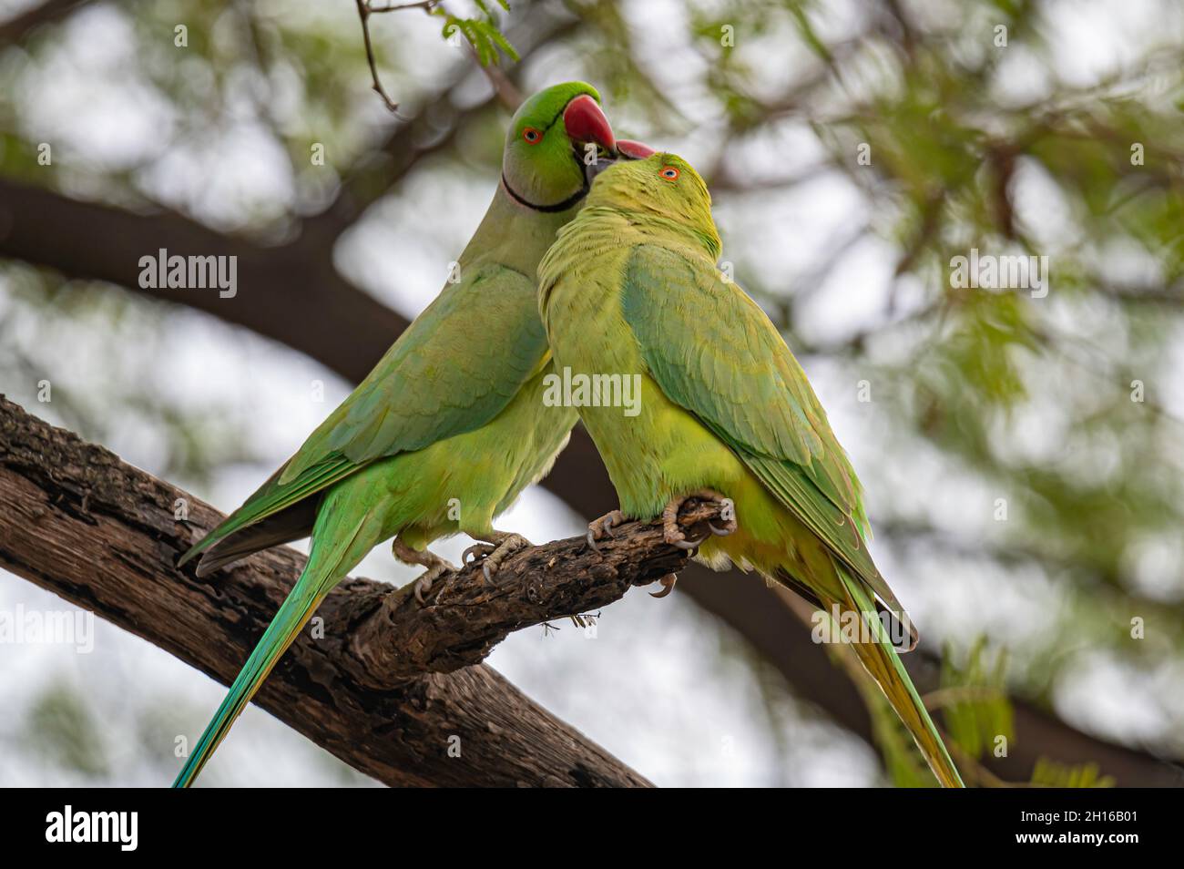 Kissing parrot hi-res stock photography and images - Alamy