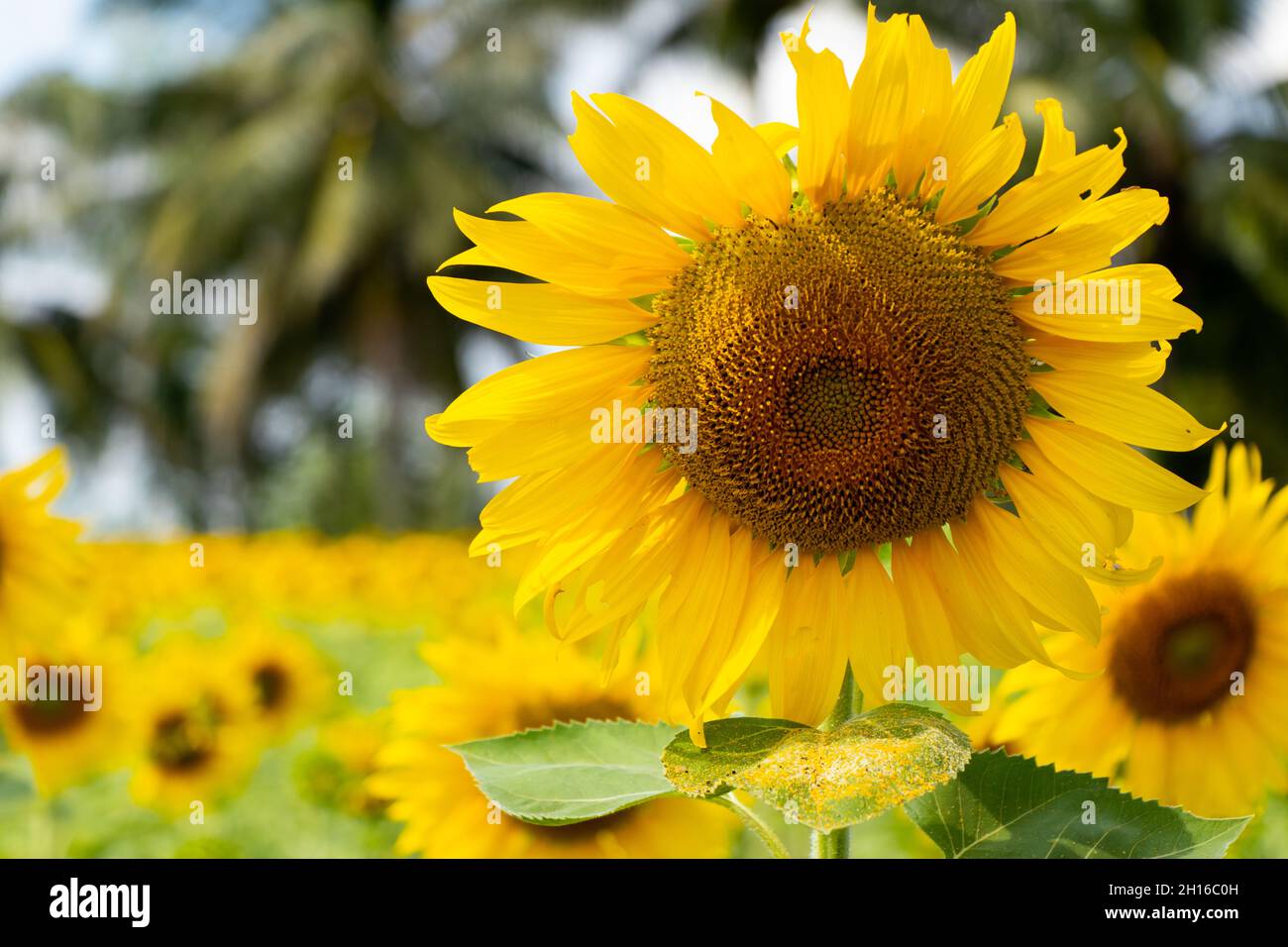 Beautiful yellow color sunflower in the agriculture farm background ...