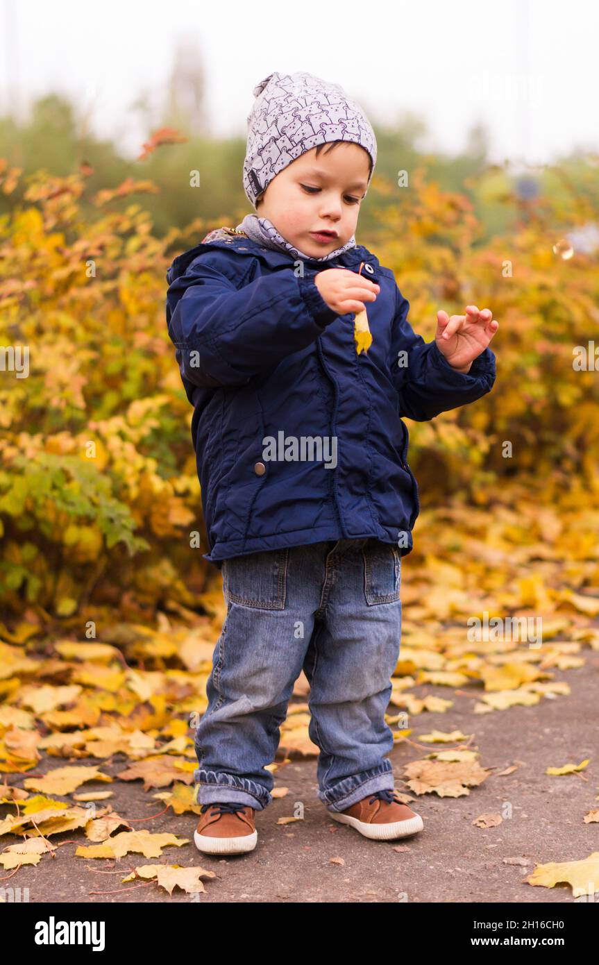 A Caucasian male kid playing with leaf at the park during autumn Stock ...