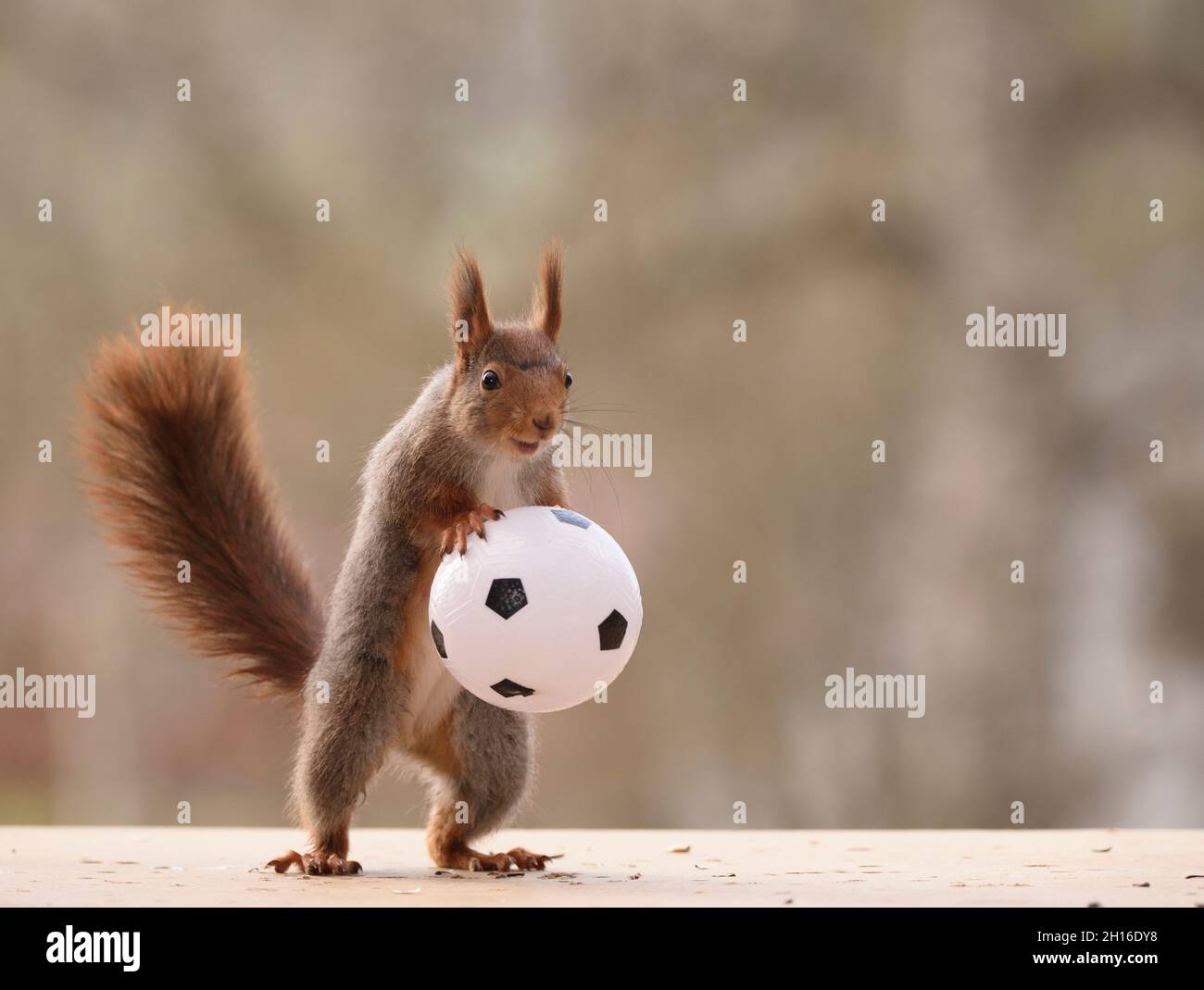 Animal balance ball hi-res stock photography and images - Alamy