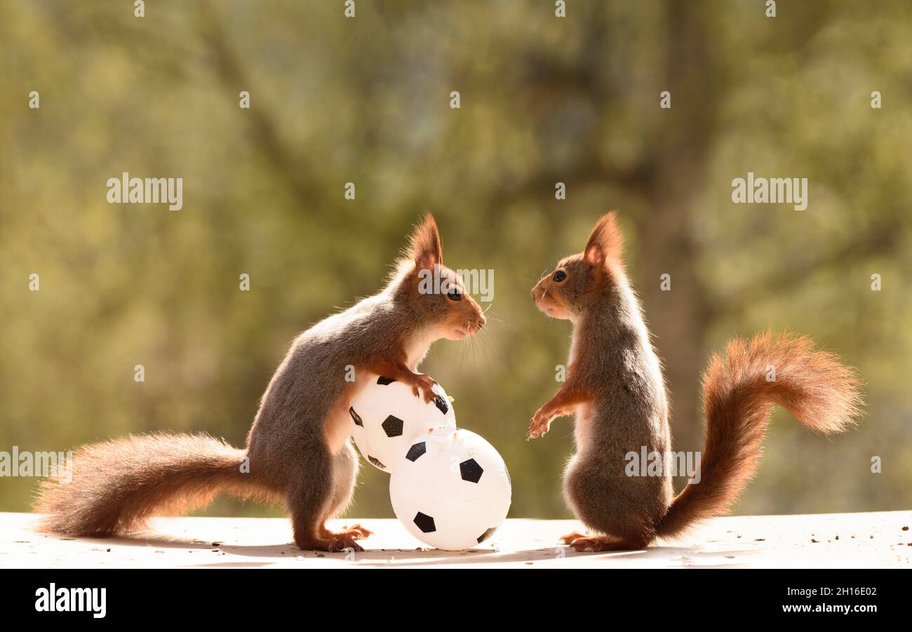 red squirrels are catching a ball Stock Photo - Alamy