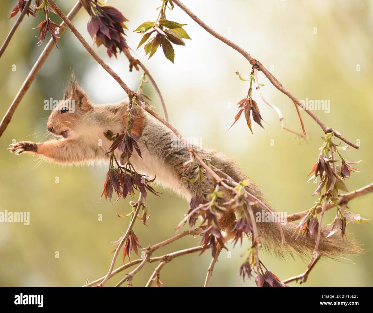 Red squirrel reaching from a tree hi-res stock photography and images ...