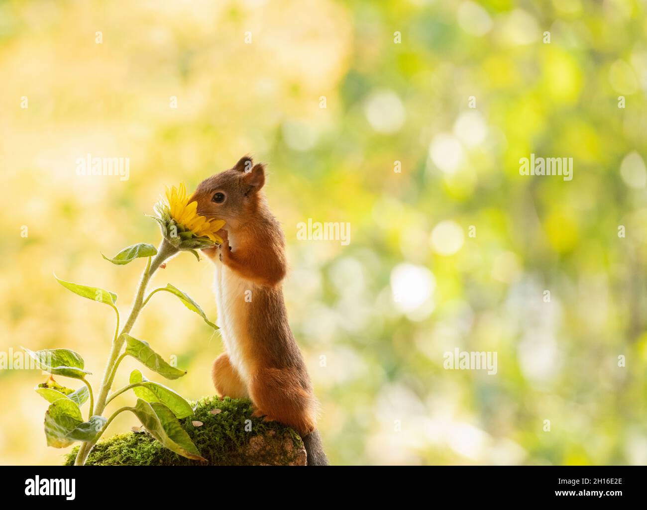 Smelling leaves on tree hi-res stock photography and images - Alamy