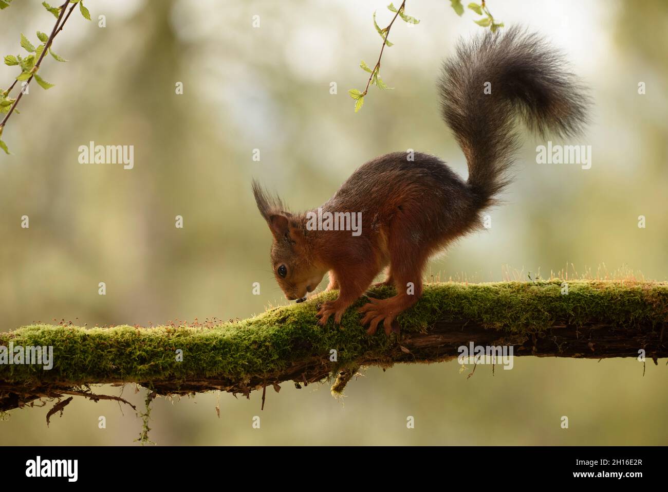red squirrel is looking down from an branch with moss Stock Photo - Alamy