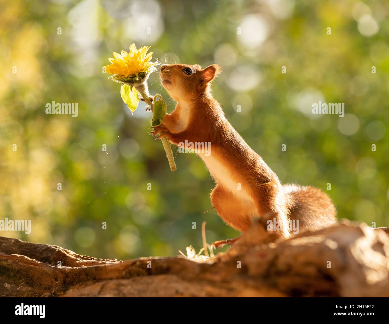 red squirrel is holding a sunflower Stock Photo - Alamy