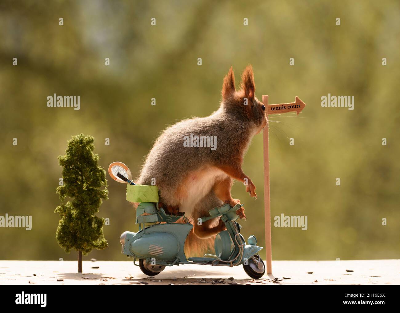 red squirrel is standing on a motorbike with a Tennis Racket Stock ...