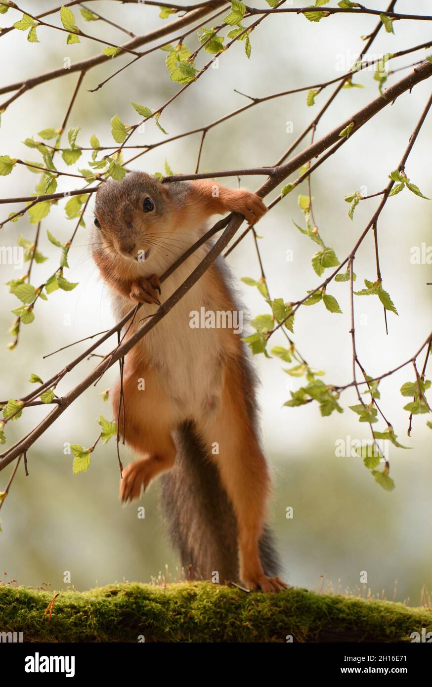 Squirrel jumping from tree tree hi-res stock photography and images - Alamy