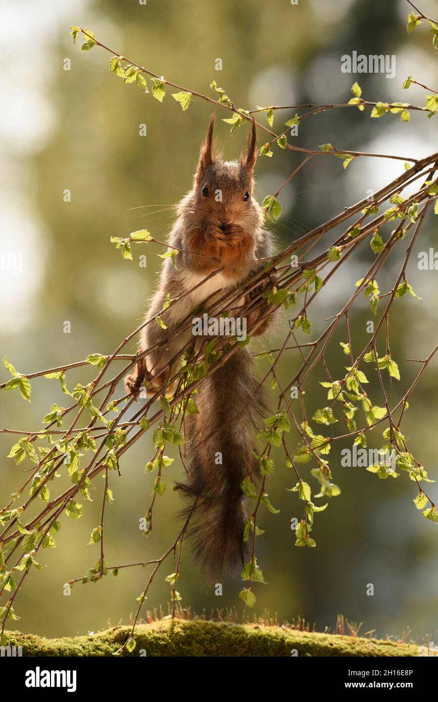 red squirrel is looking at viewer from a branch with leaves Stock Photo ...
