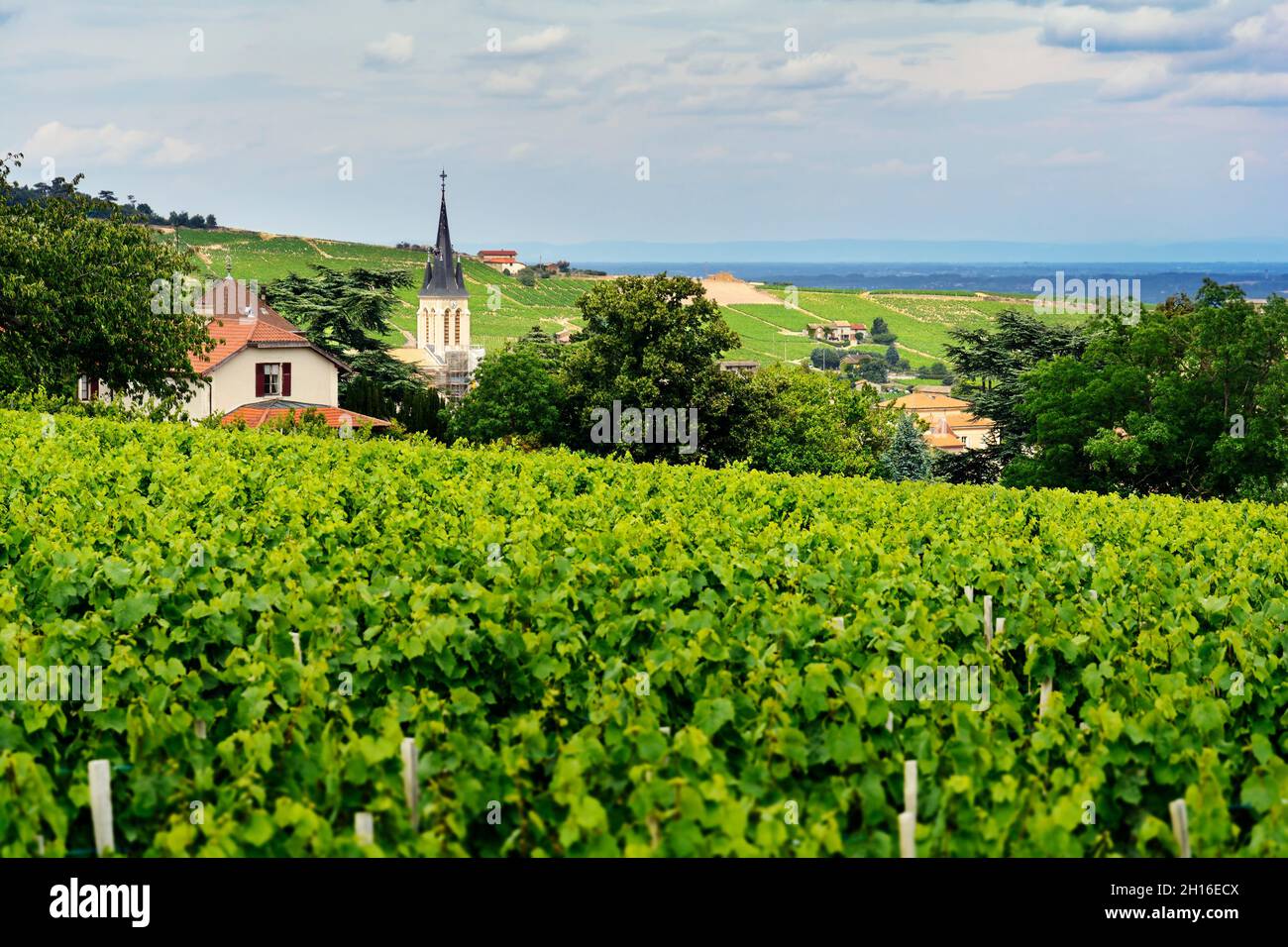 Church of Fleurie village and vineyards, Beaujolais, France Stock Photo ...