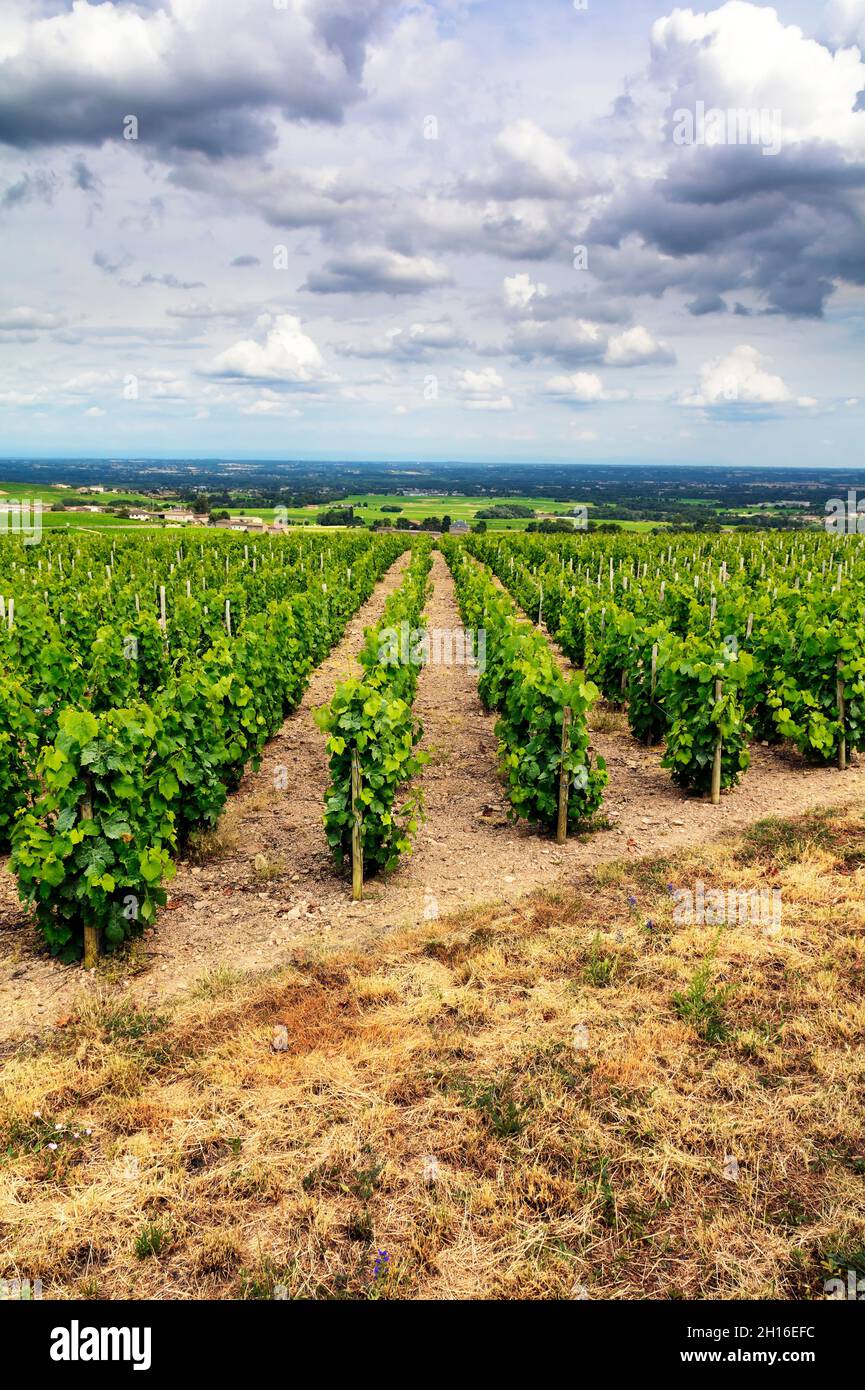 Vineyards of Fleurie Village, Beaujolais, France Stock Photo - Alamy