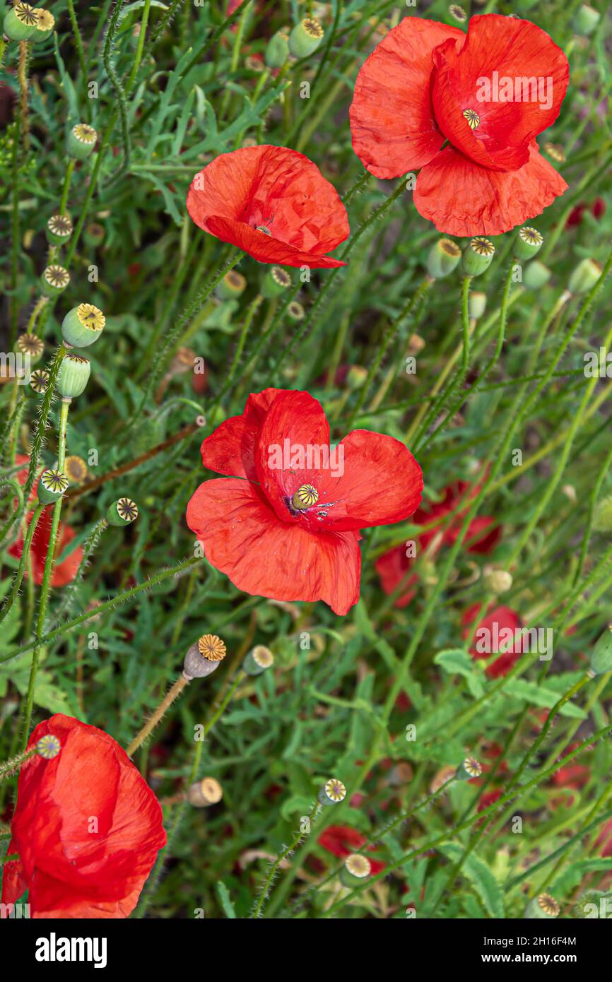 Poppy boxes hi-res stock photography and images - Alamy