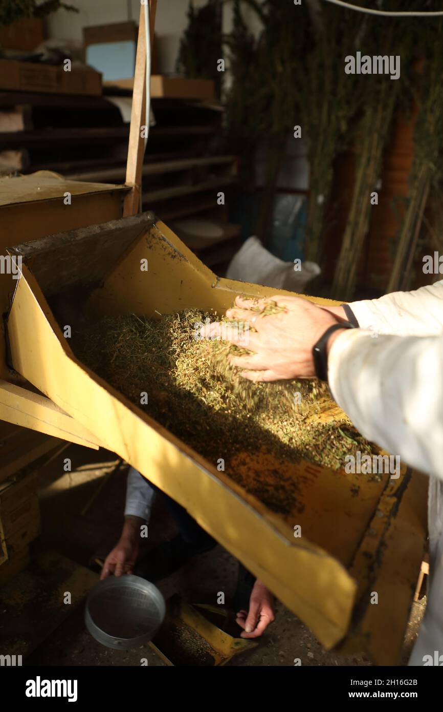 Braiding dry leaves hi-res stock photography and images - Alamy