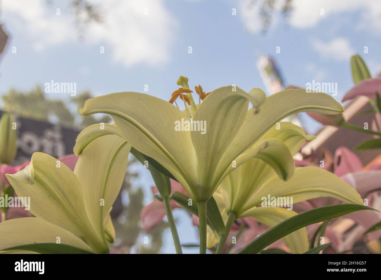 beautiful Lily flower Stock Photo - Alamy