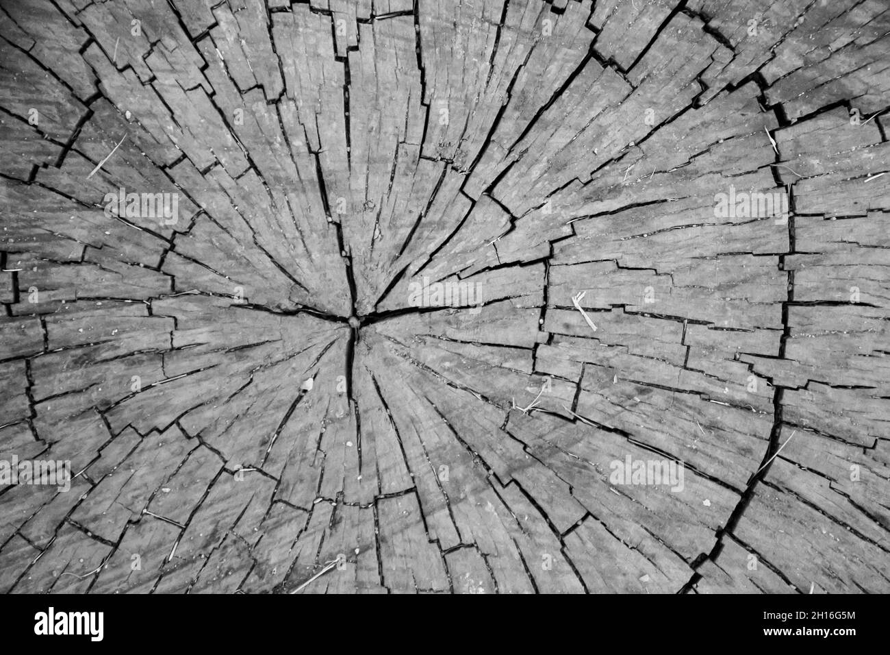 Maple wood texture Black and White Stock Photos & Images - Alamy