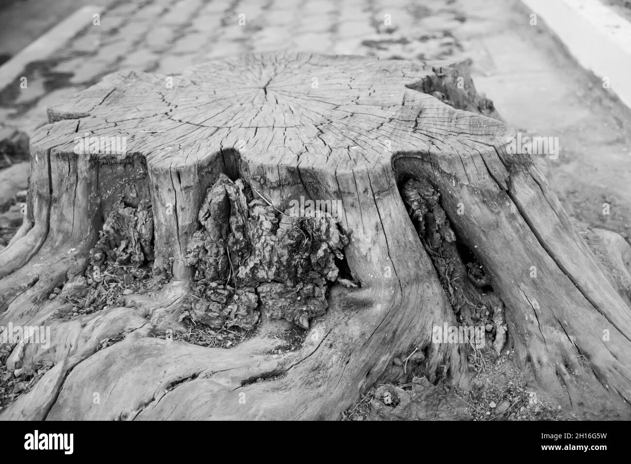 stump of old tree.maple tree stump Stock Photo - Alamy