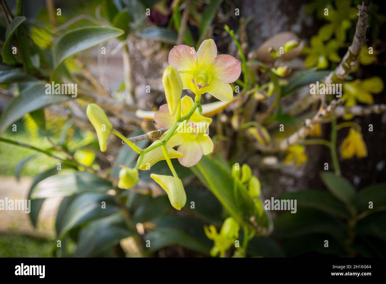 Orchid flower,Dendrobium,Dendrobium lindleyi,Callista Lour.Pierardia ...